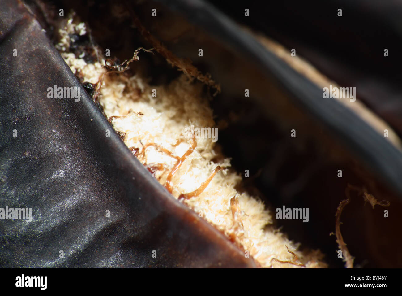 Ripe orchid seed pod hi-res stock photography and images - Alamy