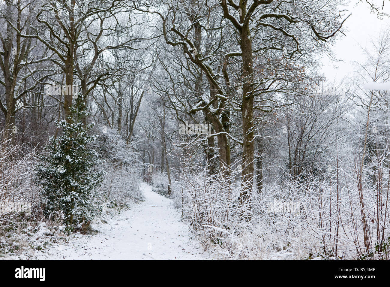 Woodland in the winter hi-res stock photography and images - Alamy