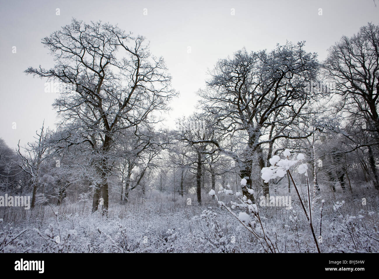 Snowy woodland in deep winter Stock Photo - Alamy
