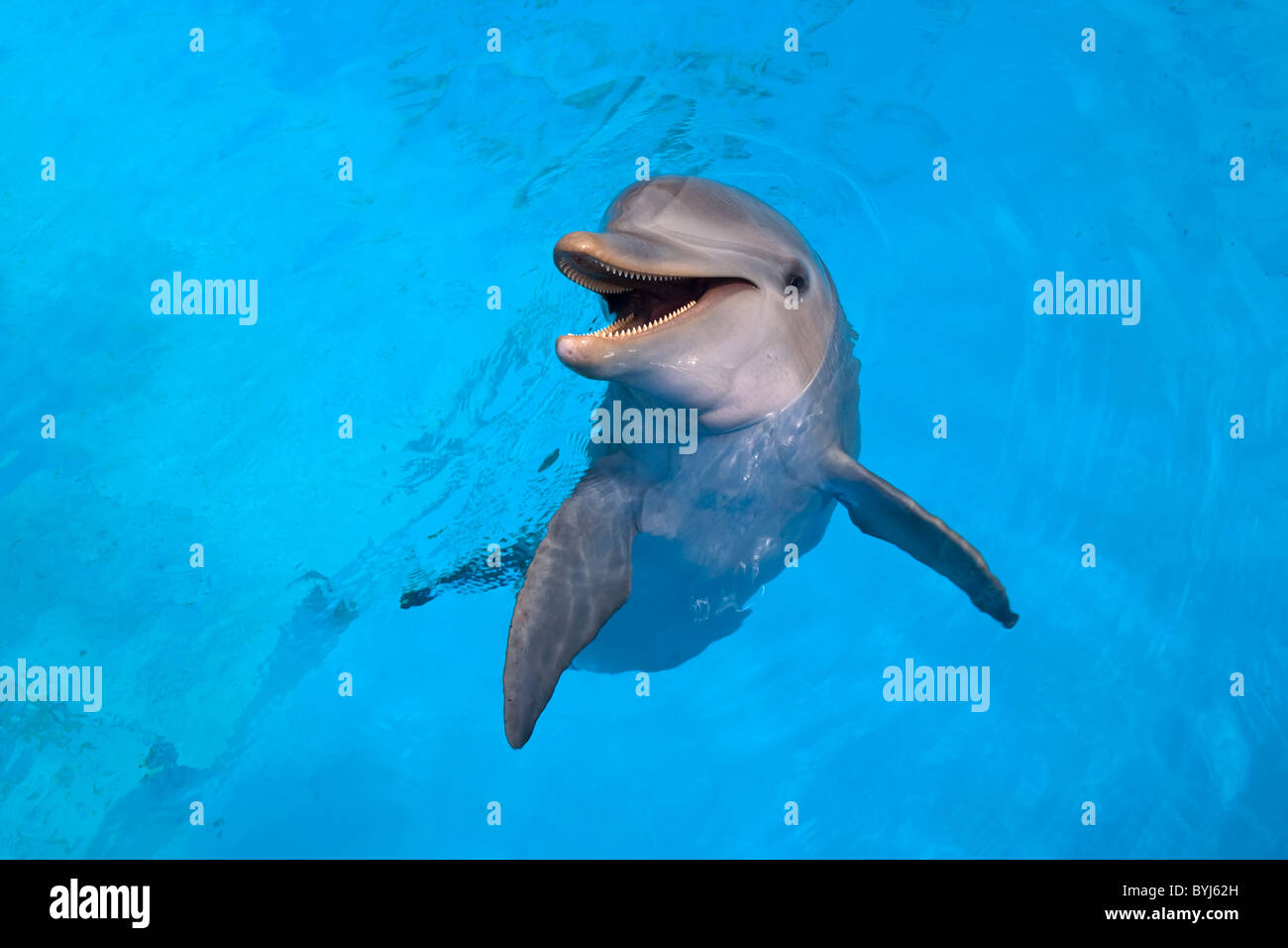Photograph of a smiling dolphin in the water, ACUARIO NACIONAL, AV 3 ...