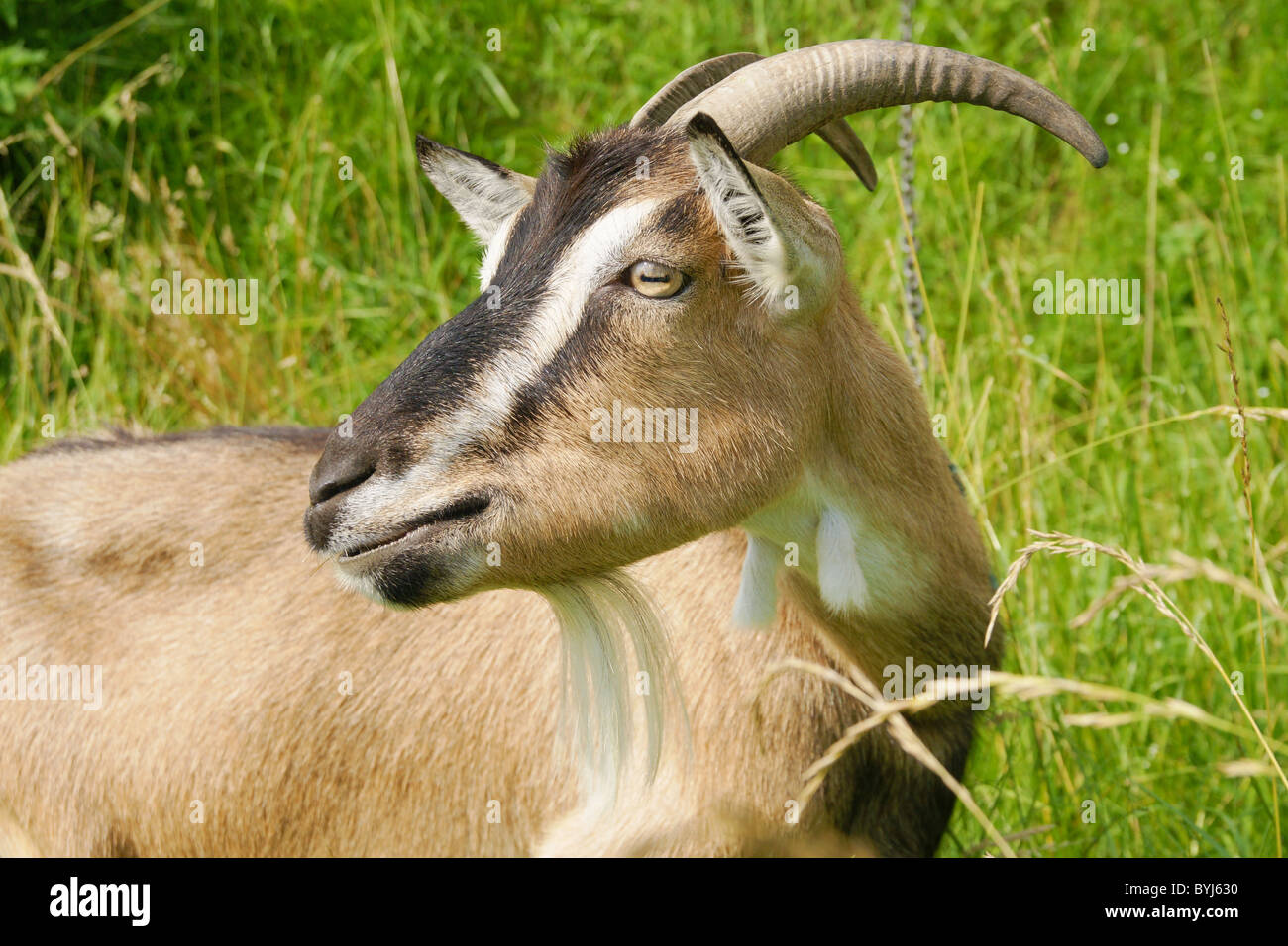Brown goat beard hi-res stock photography and images - Alamy