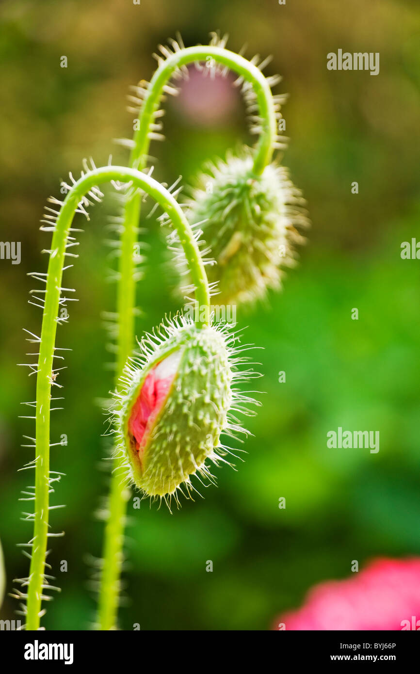 Poppy bloom hi-res stock photography and images - Alamy