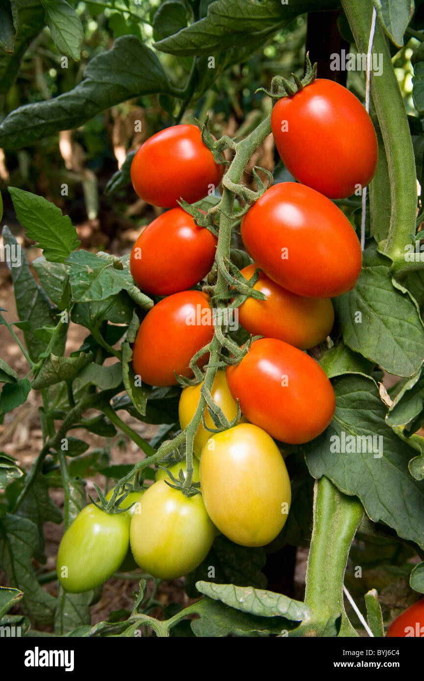Roma tomatoes growing hi-res stock photography and images - Alamy