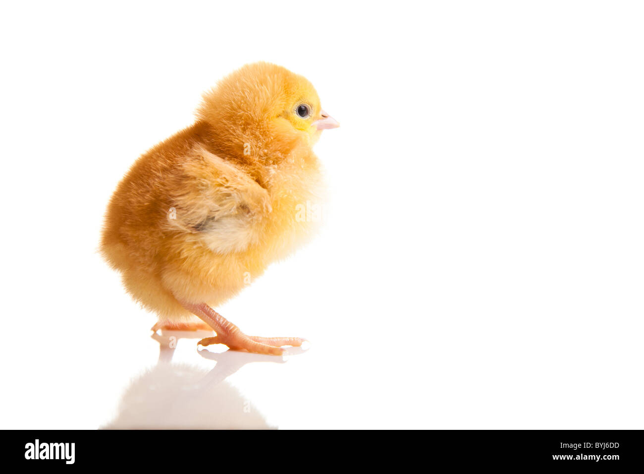 Chicken, white background, animal Cut Out Stock Images & Pictures - Alamy