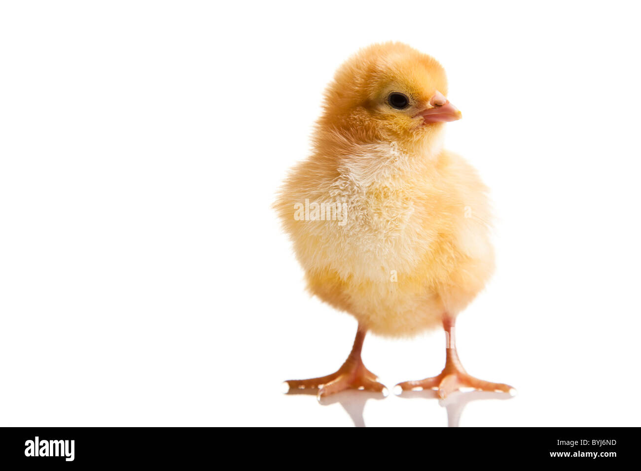 Chicken, white background, animal Cut Out Stock Images & Pictures - Alamy