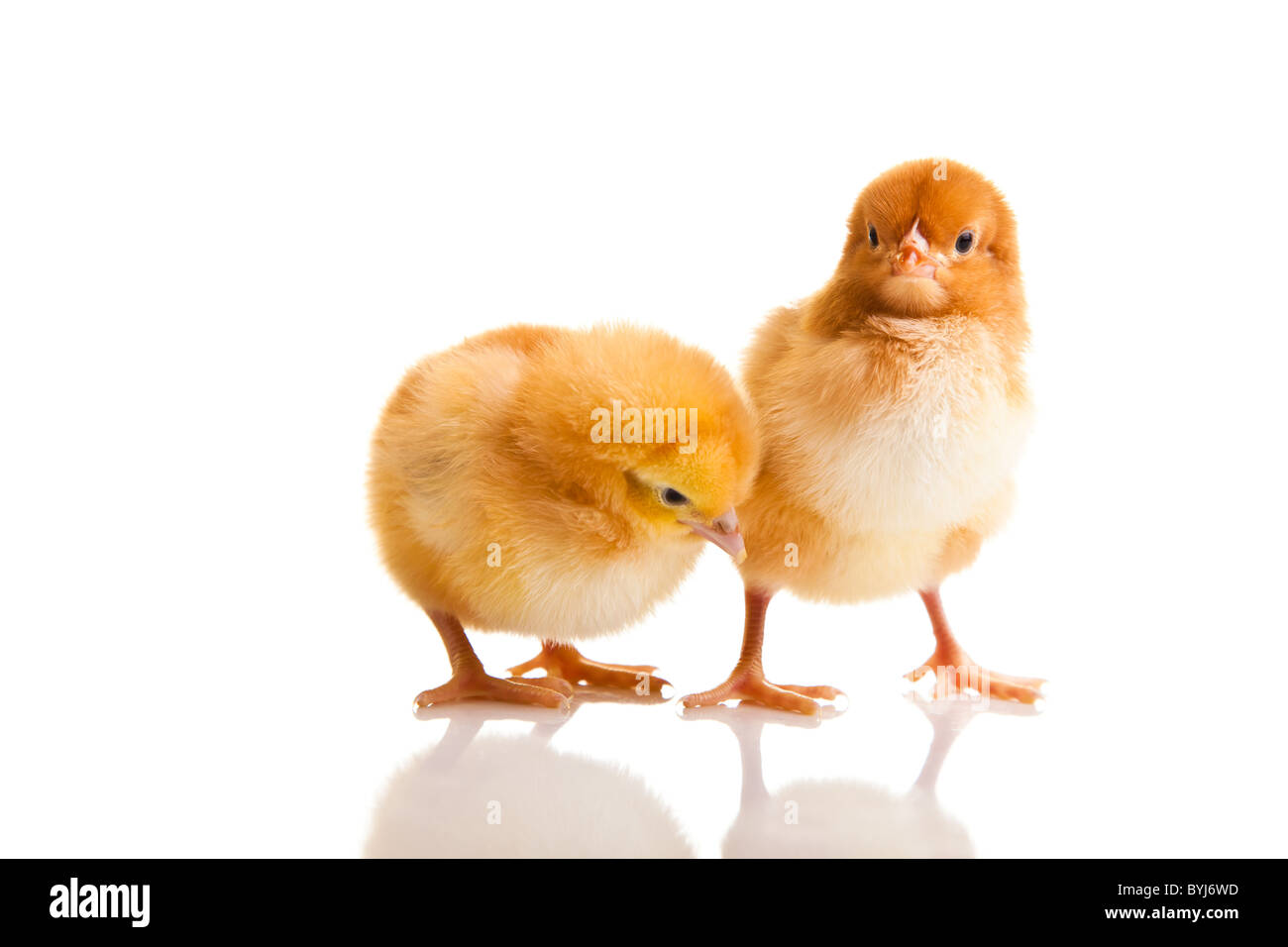 Little chicken animal isolated on white Stock Photo - Alamy