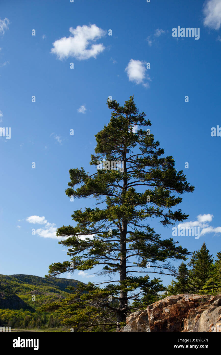 USA, Maine, Acadia National Park, Lone tree along rocky coastline near ...