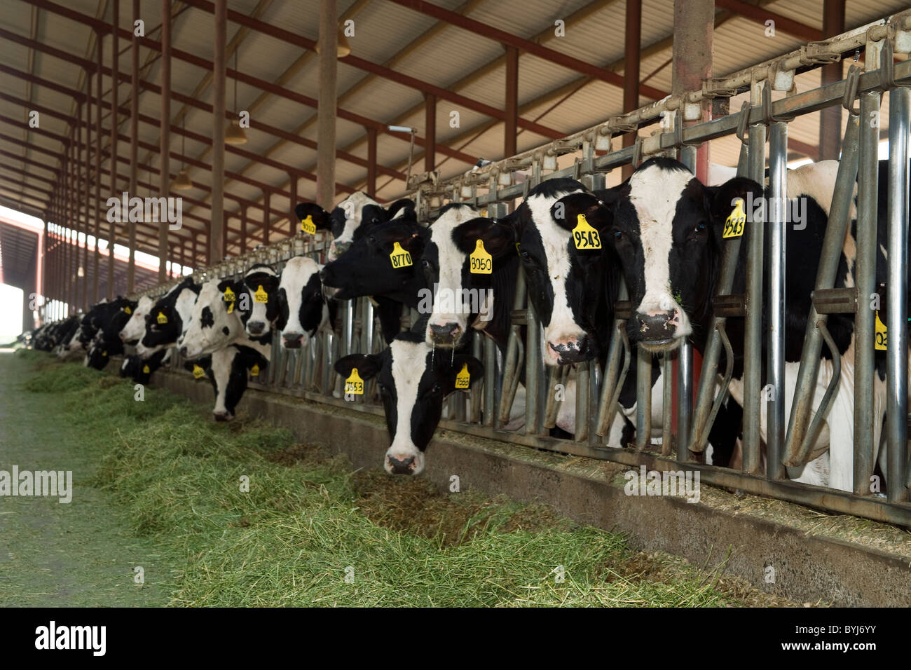 Curious Holstein dairy cows feed on silage in a freestall barn at a ...
