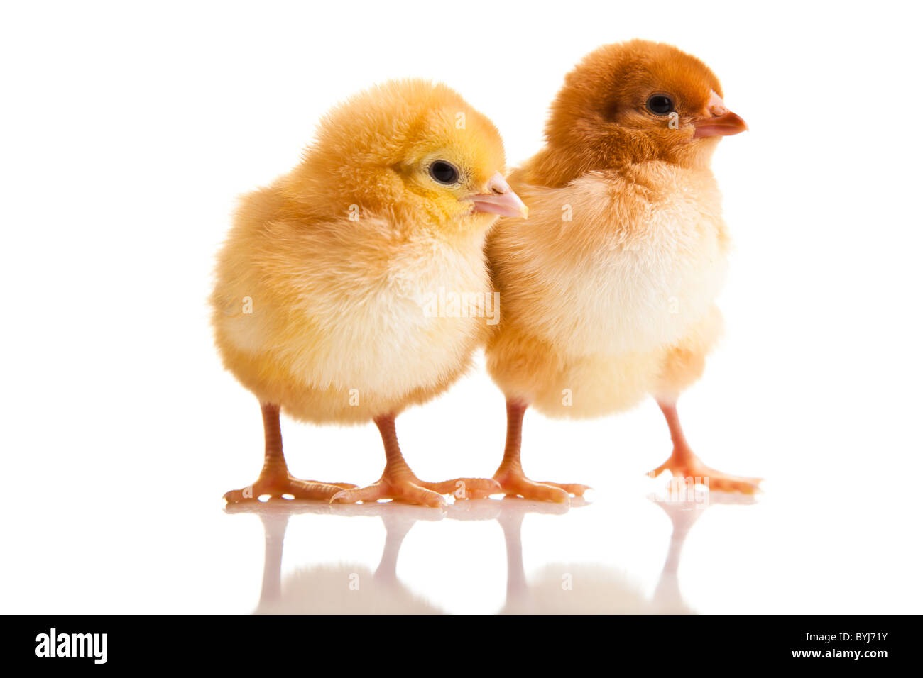 Little chicken animal isolated on white Stock Photo - Alamy