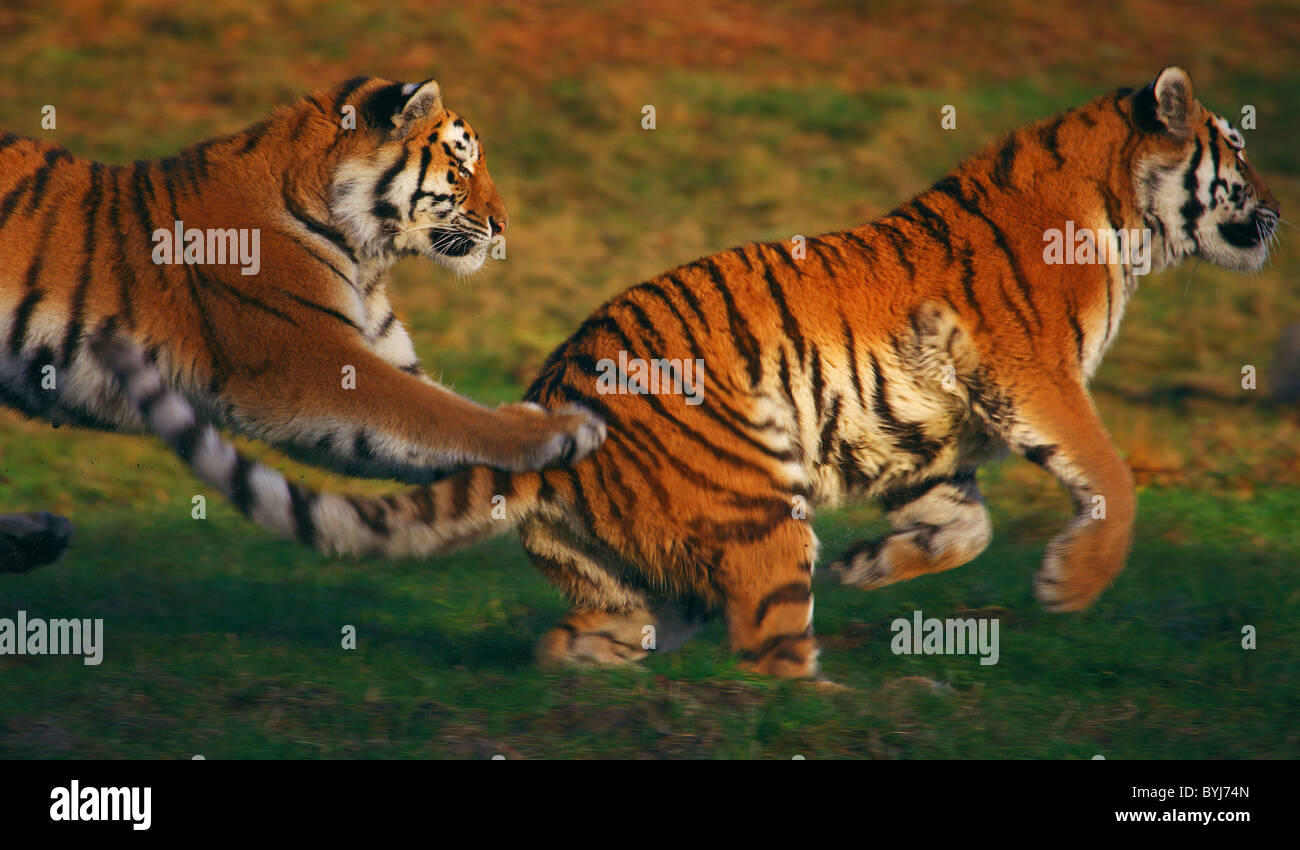 Siberian Tiger Fight High Resolution Stock Photography and Images - Alamy