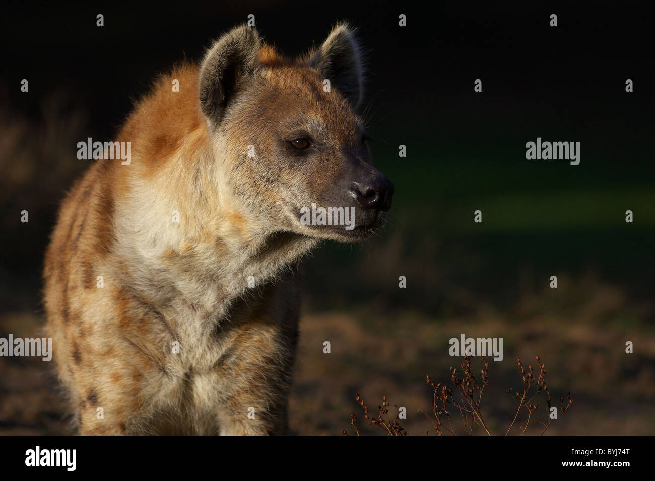 Close-up portrait of a Hyena in front of a dark forest Stock Photo - Alamy