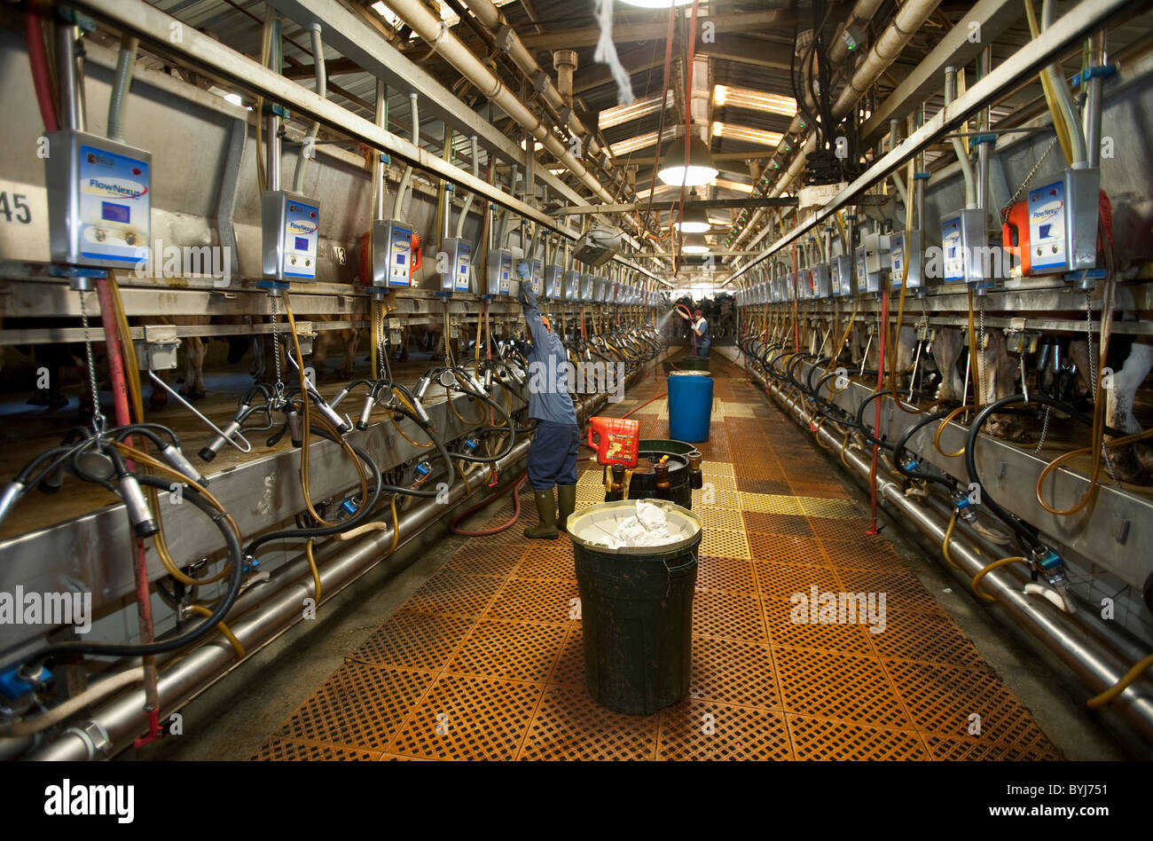 Workers perform milking operations in the interior of a dairy parlor at ...