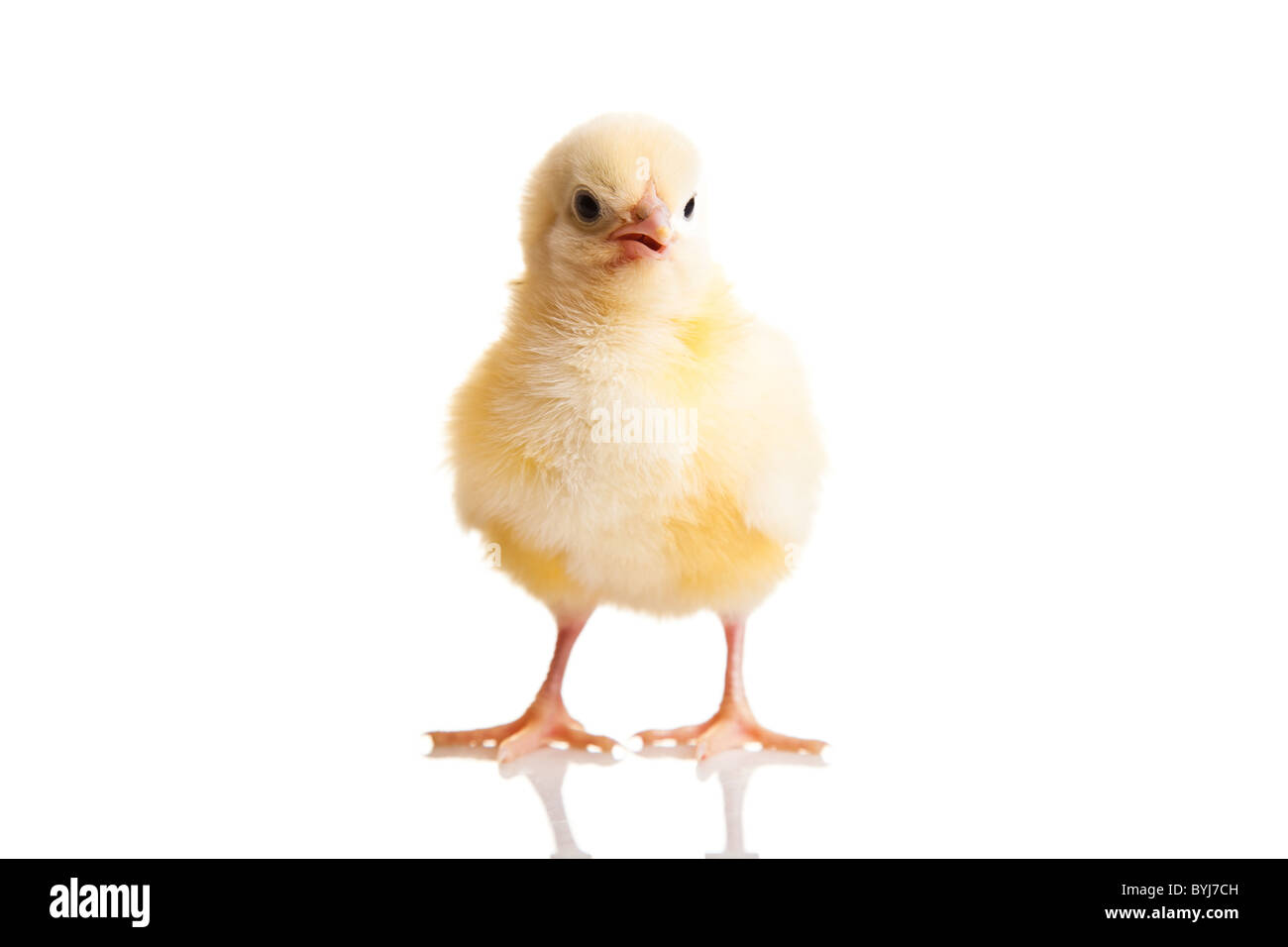 Little chicken animal isolated on white Stock Photo - Alamy