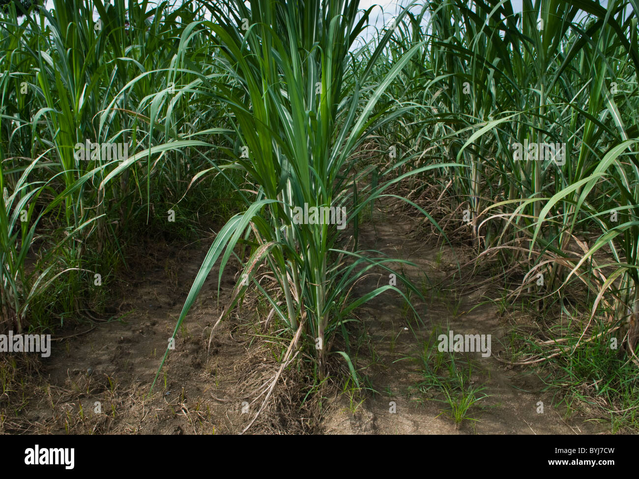 Sugar cane queensland australia hi-res stock photography and images - Alamy