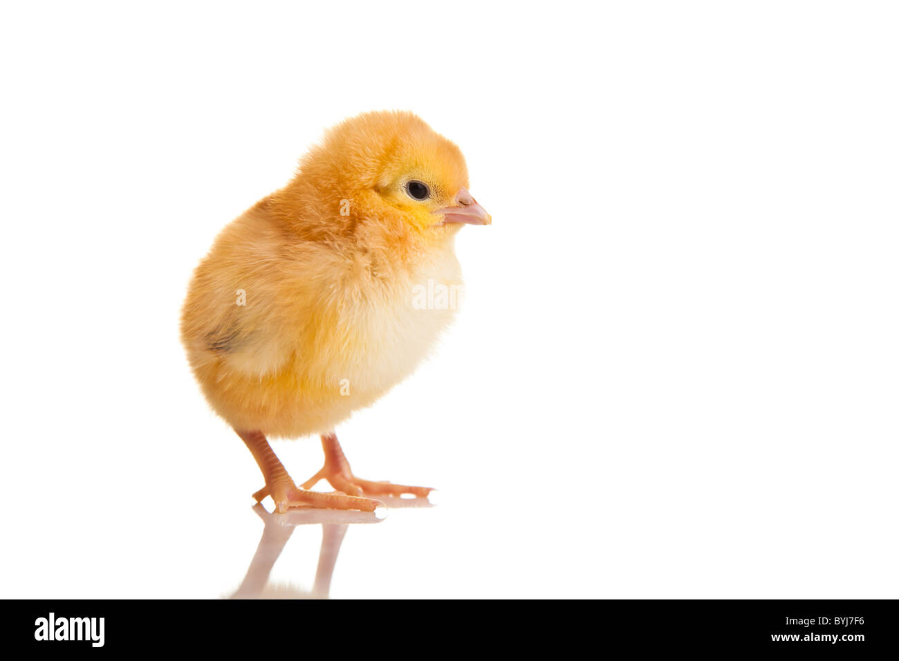 Adorable chicken on farm Cut Out Stock Images & Pictures - Alamy