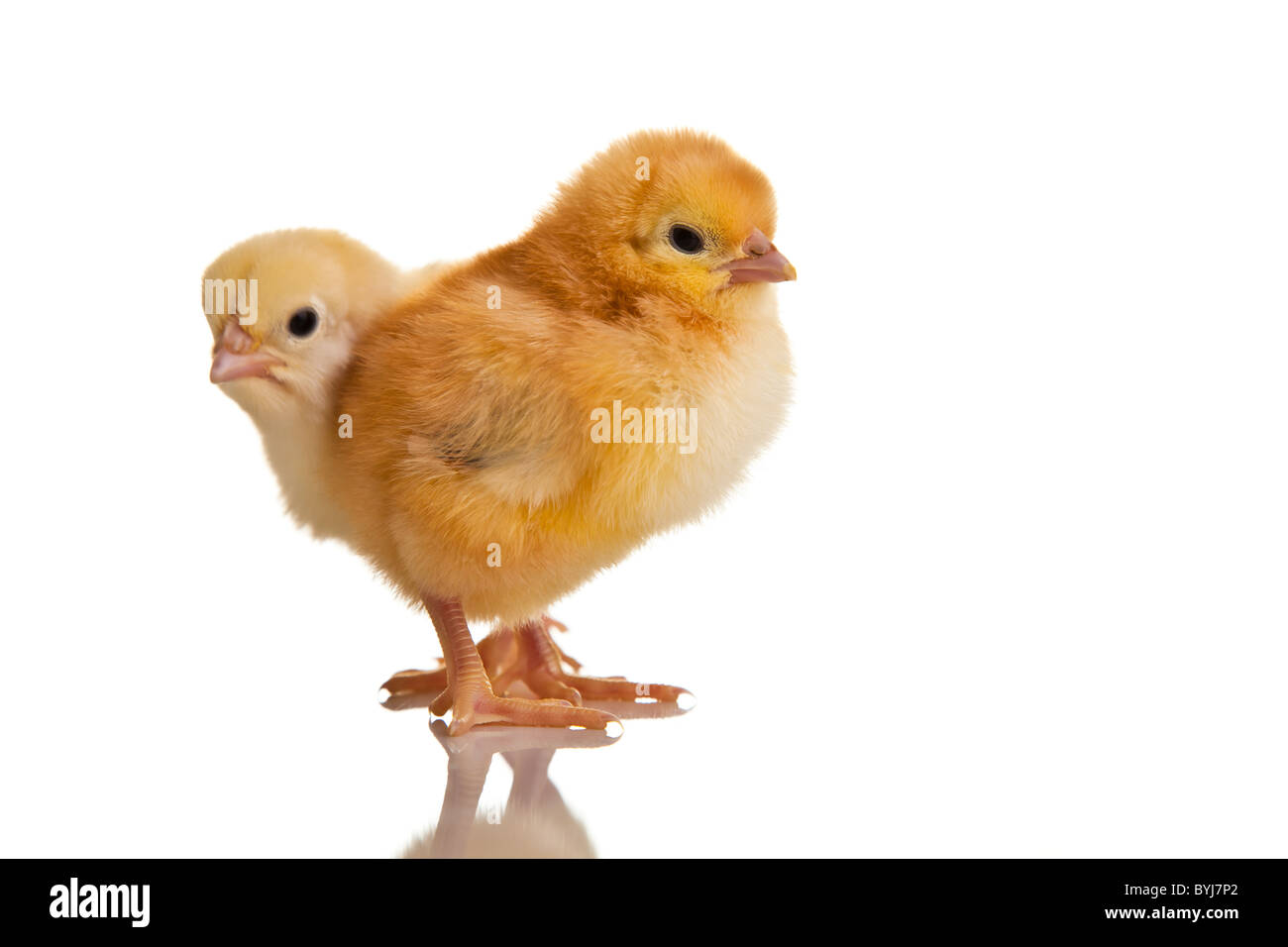 Little chicken animal isolated on white Stock Photo - Alamy