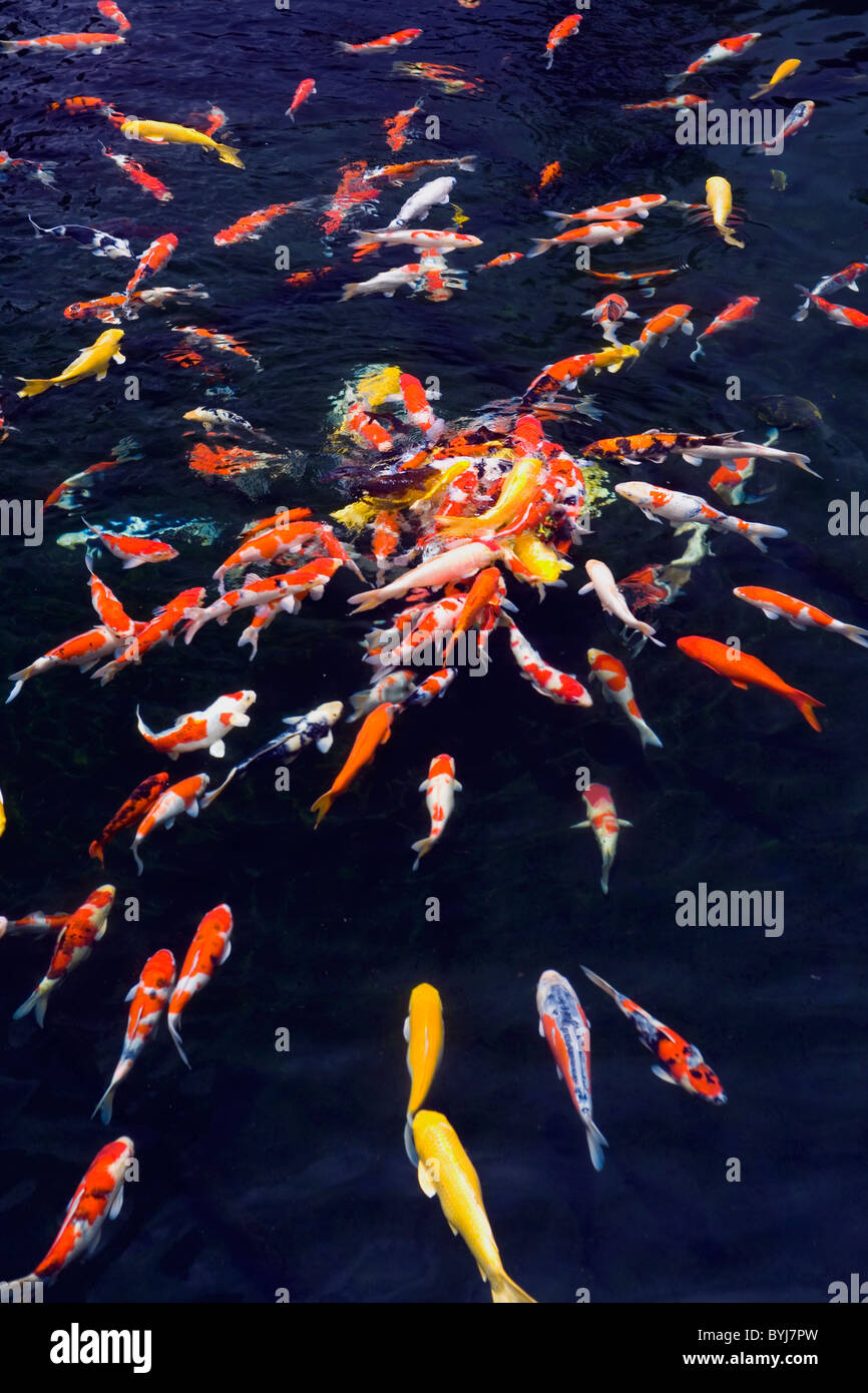 Fang sui hi-res stock photography and images - Alamy