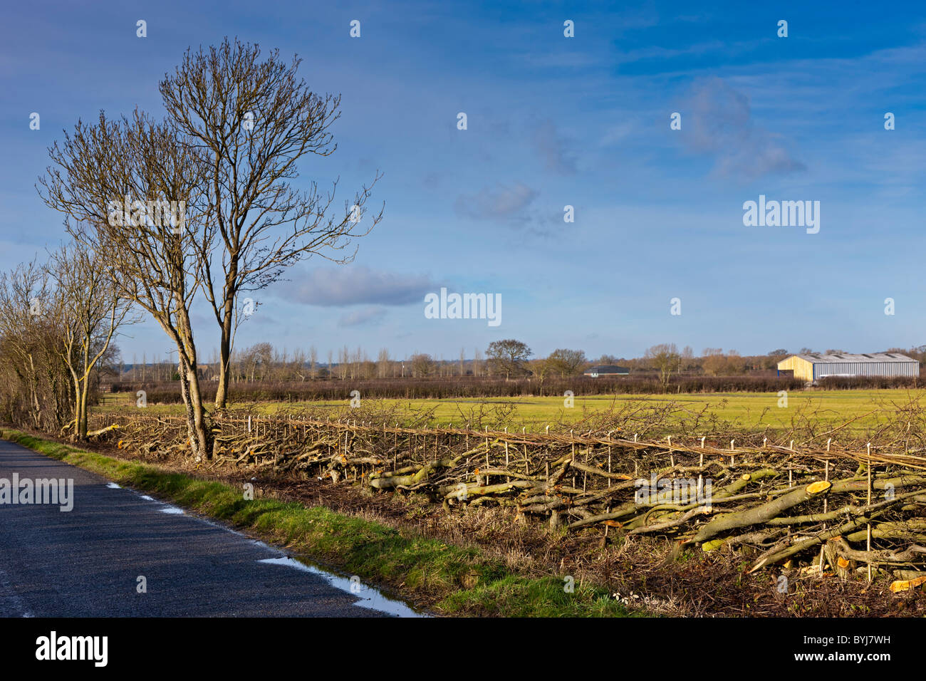 The traditional country craft of Midland Bullock style hedgelaying in ...