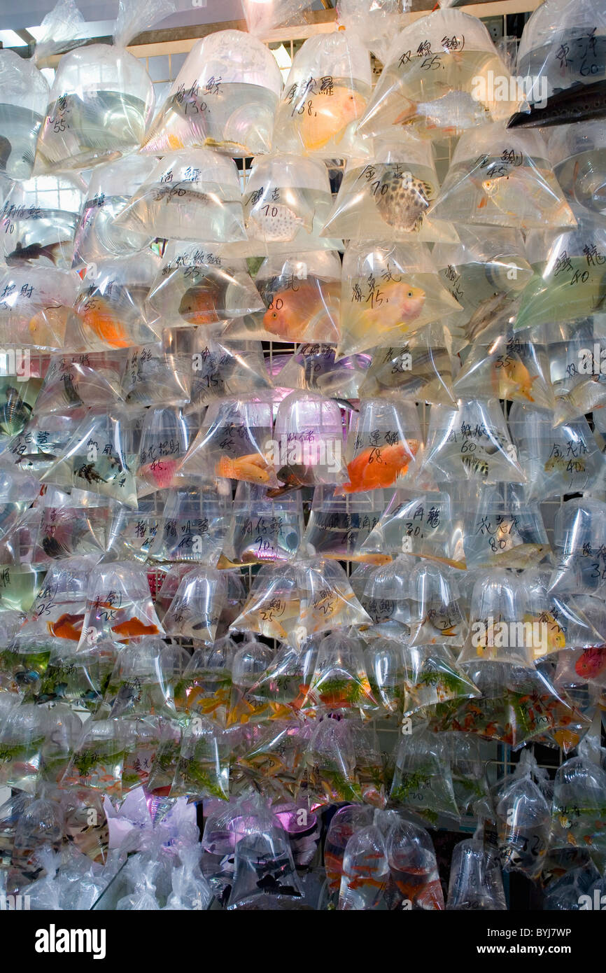 Tropical fishes that n small plastic water bags with Chinese ideograms ...