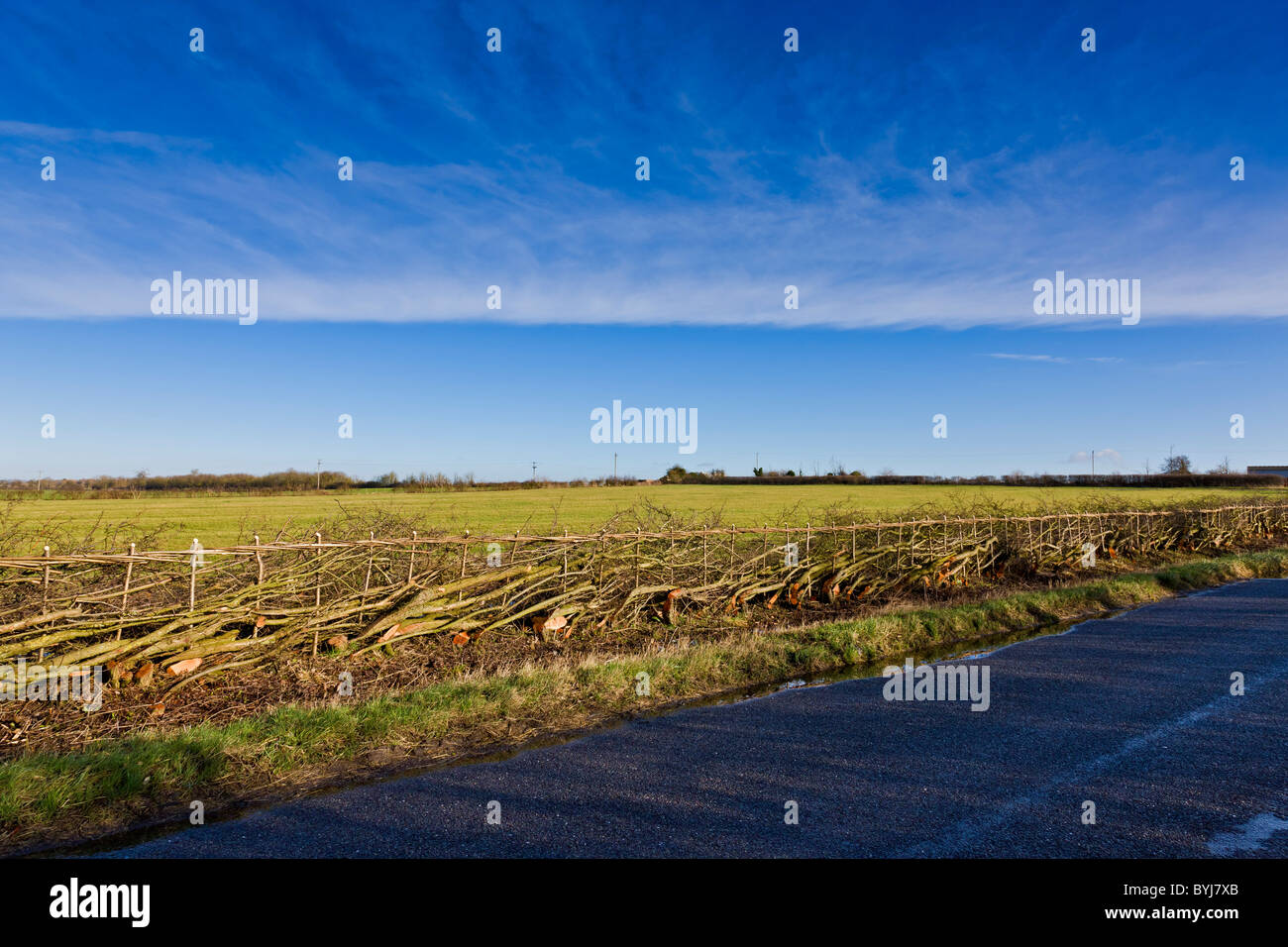 Midland bullock hedge hi-res stock photography and images - Alamy