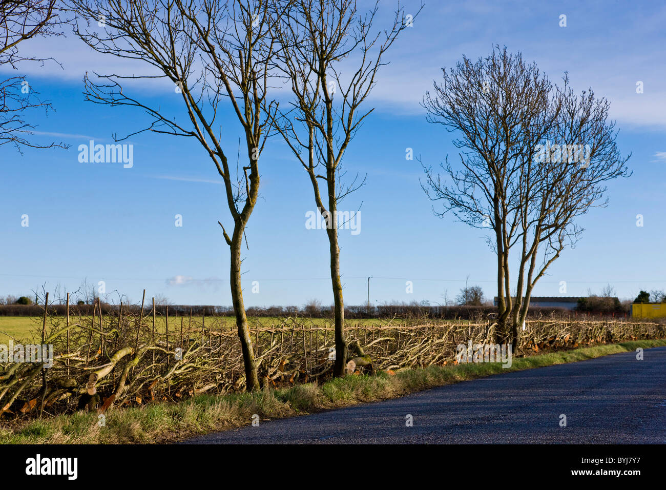 The traditional country craft of Midland Bullock style hedgelaying in ...