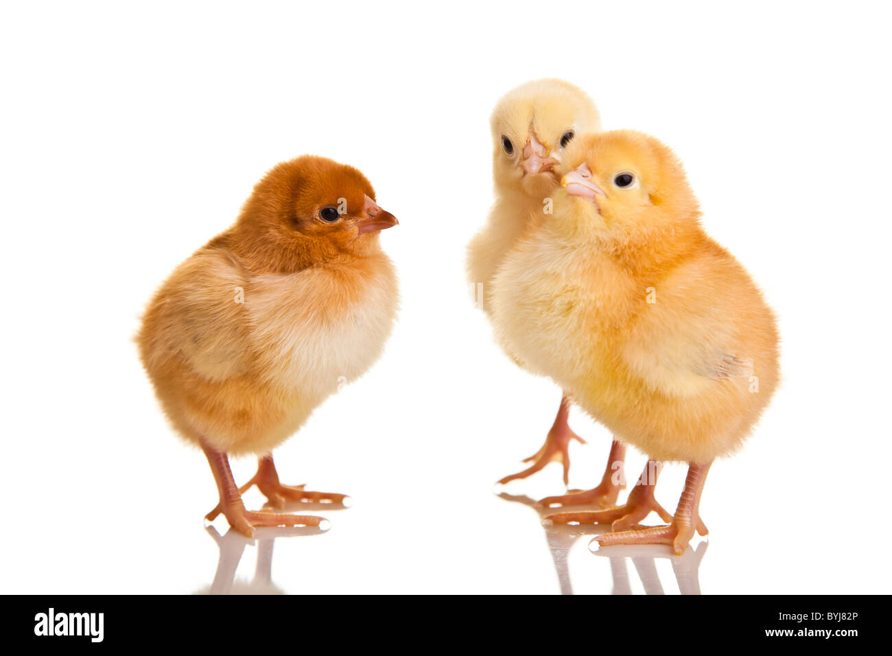 Little chicken animal isolated on white Stock Photo - Alamy