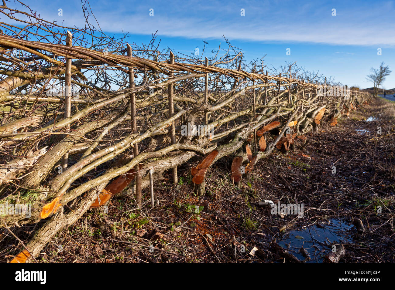 The traditional country craft of Midland Bullock style hedgelaying in ...