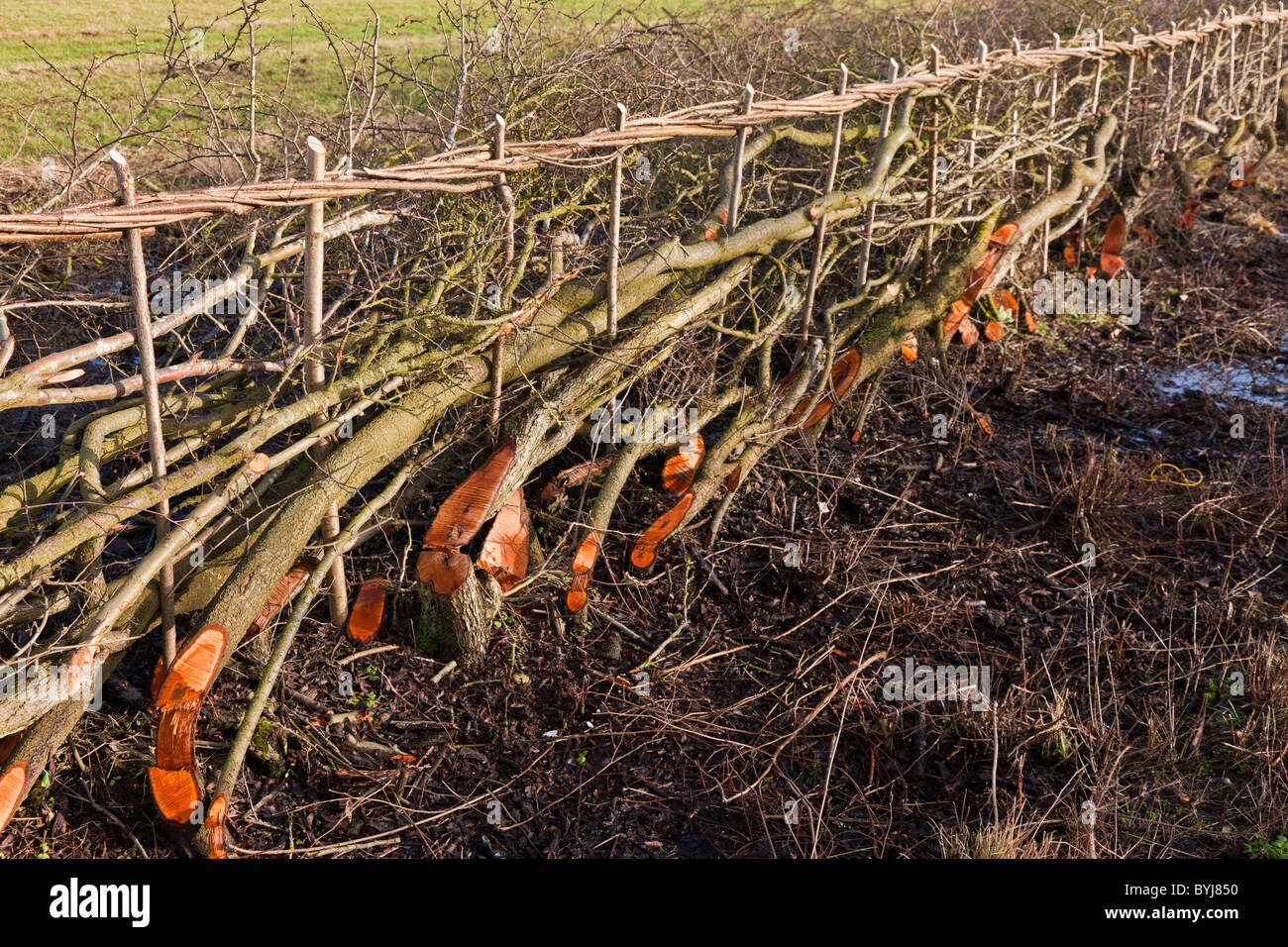 The traditional country craft of Midland Bullock style hedgelaying in ...