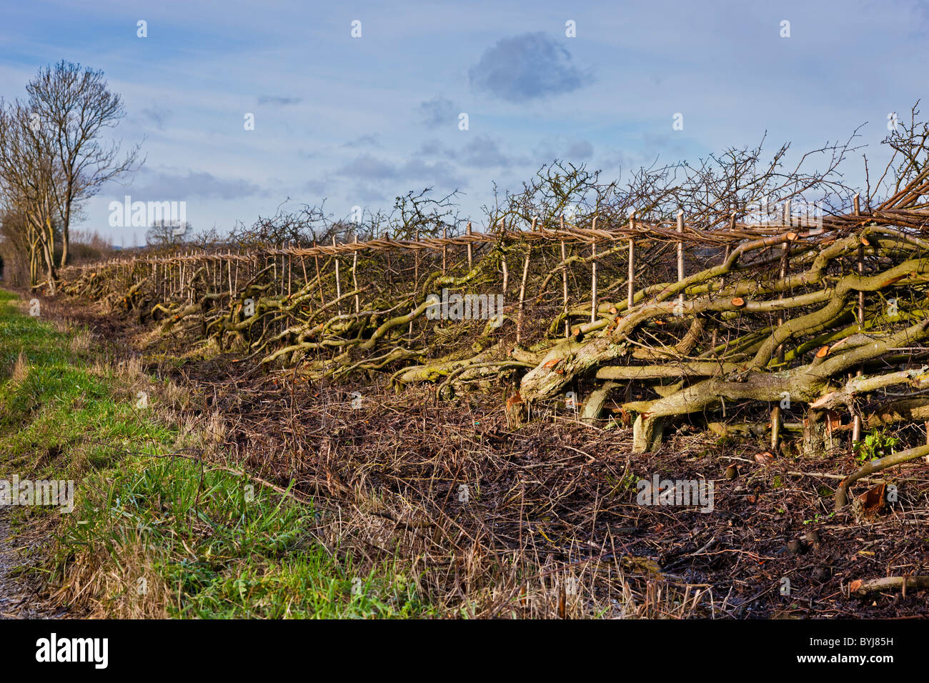 The traditional country craft of Midland Bullock style hedgelaying in ...