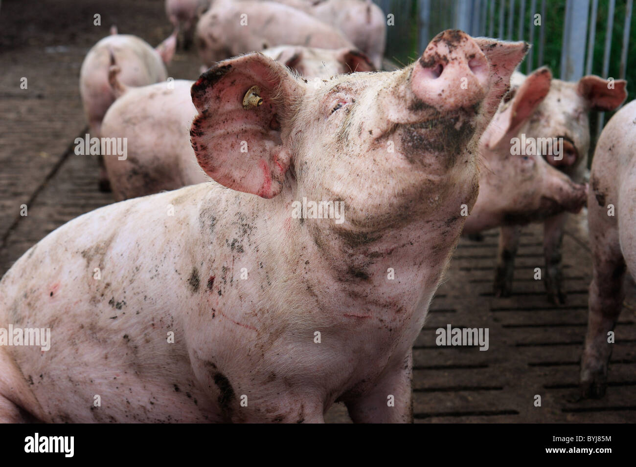 Pig farm many pigs agriculture hi-res stock photography and images - Alamy