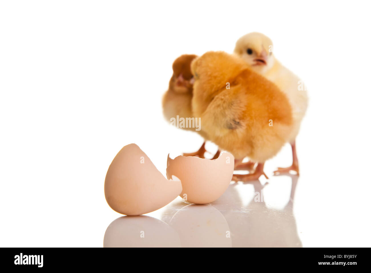 Little chicken animal isolated on white Stock Photo - Alamy