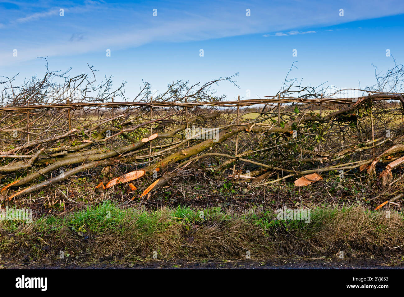 The traditional country craft of Midland Bullock style hedgelaying in ...
