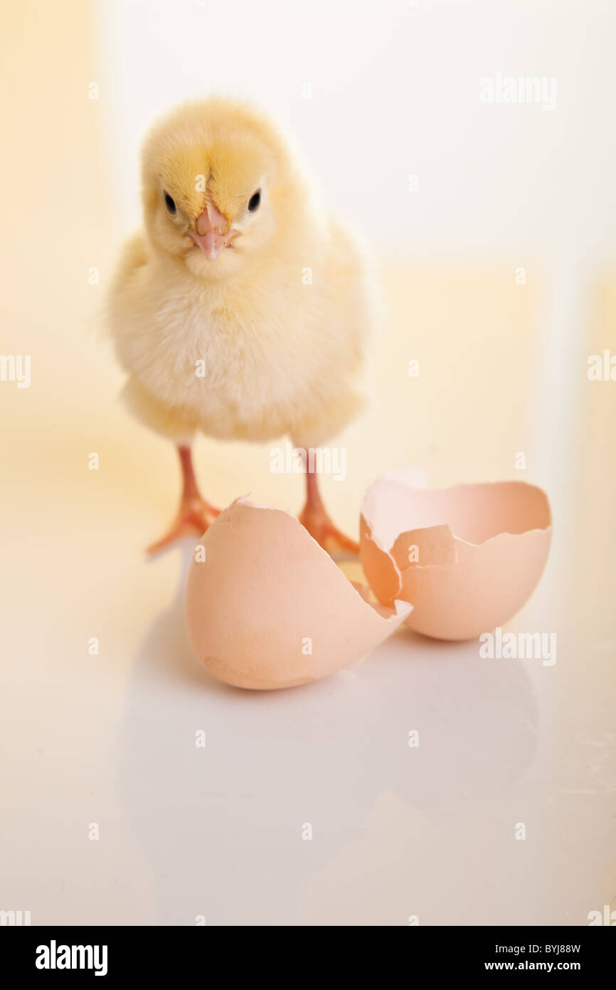 Little chicken animal isolated on white Stock Photo - Alamy