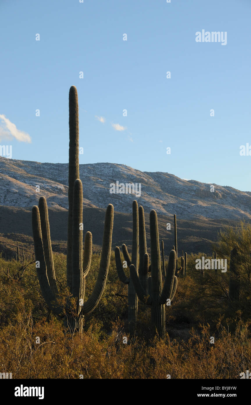 Rincon Mountains at Saguaro National Park East in the Coronado National ...