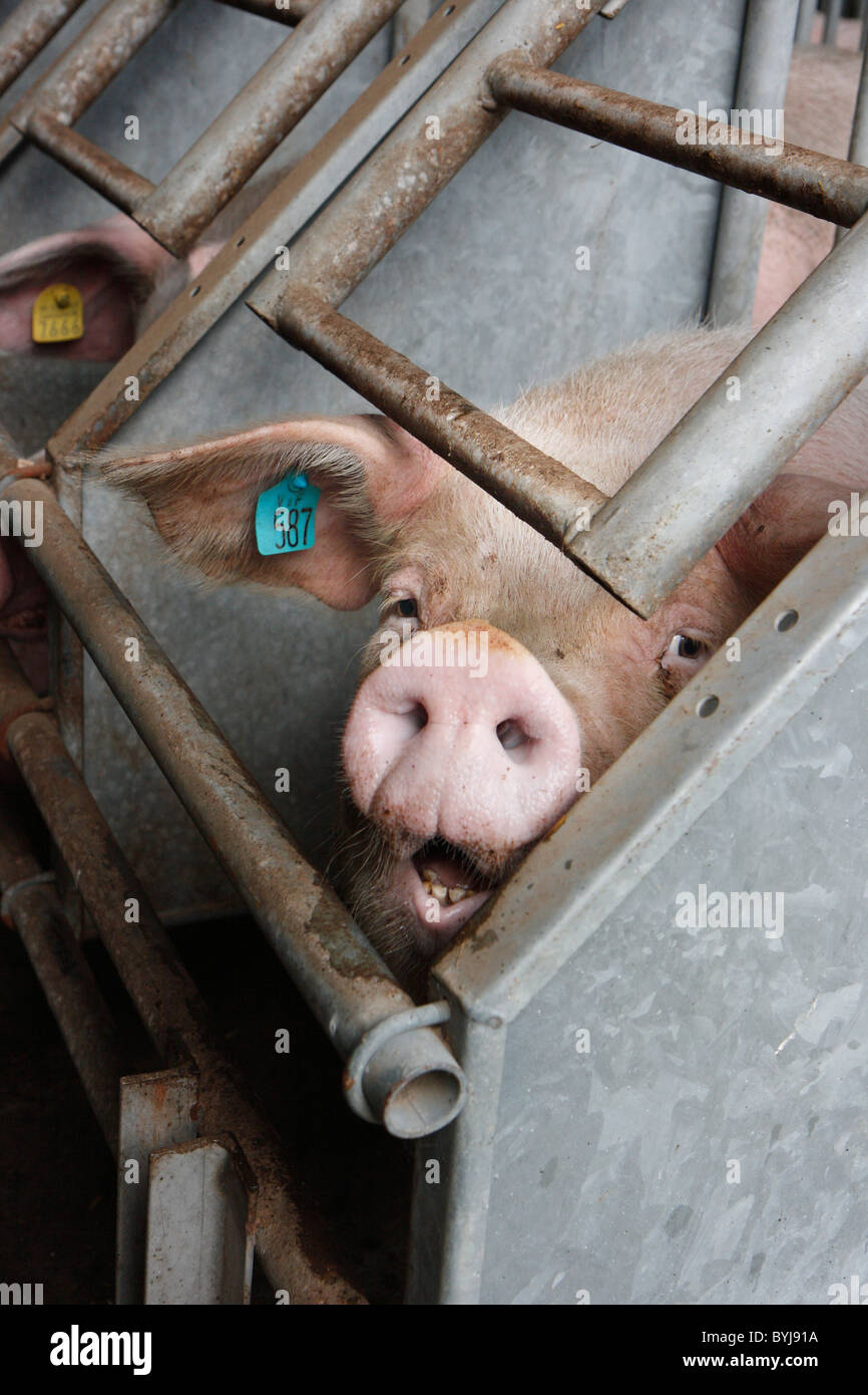A pig looking out of an enclosure Stock Photo - Alamy
