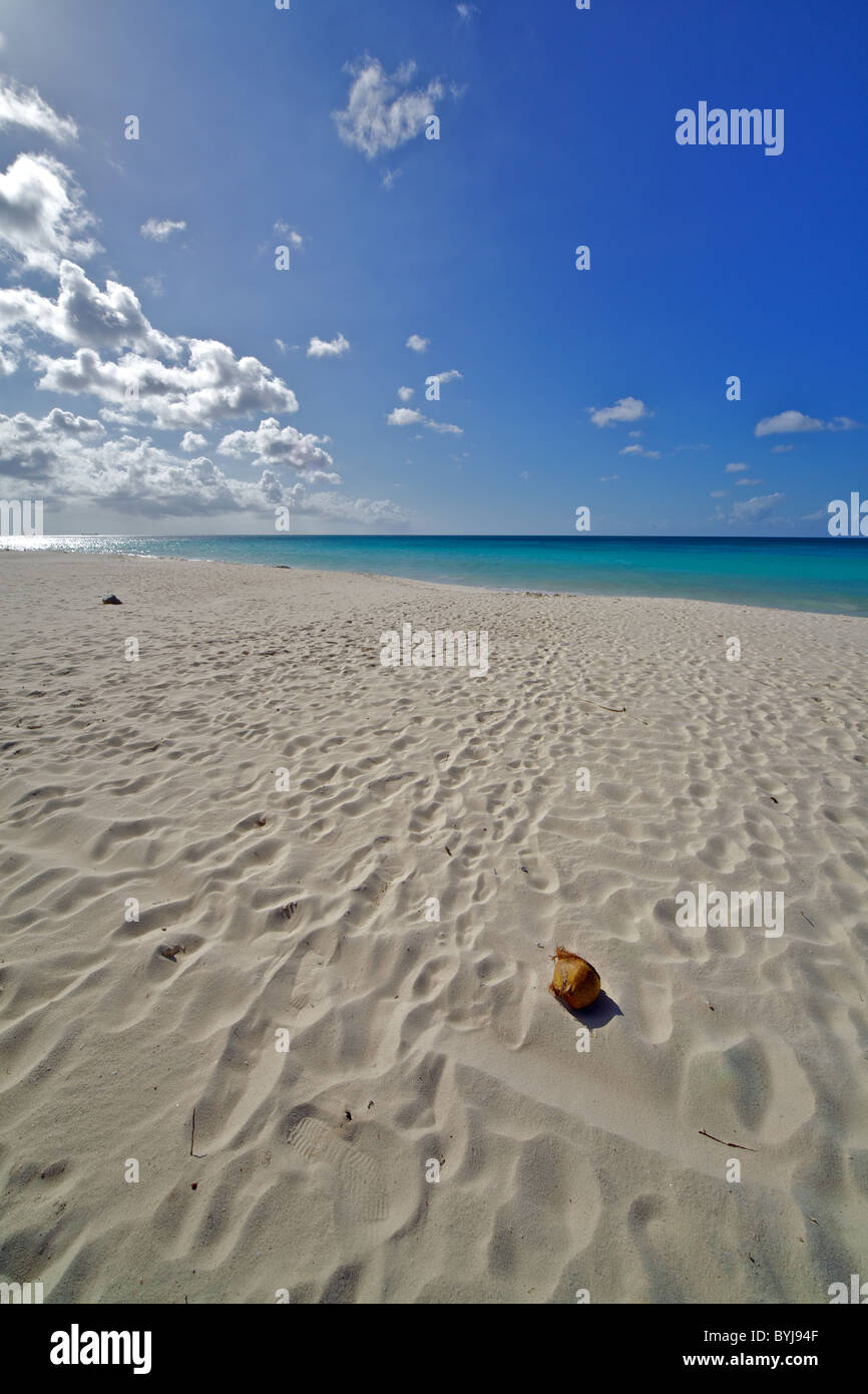 Coconut on a Deserted White Sandy Beach of Sunny Aruba Stock Photo - Alamy