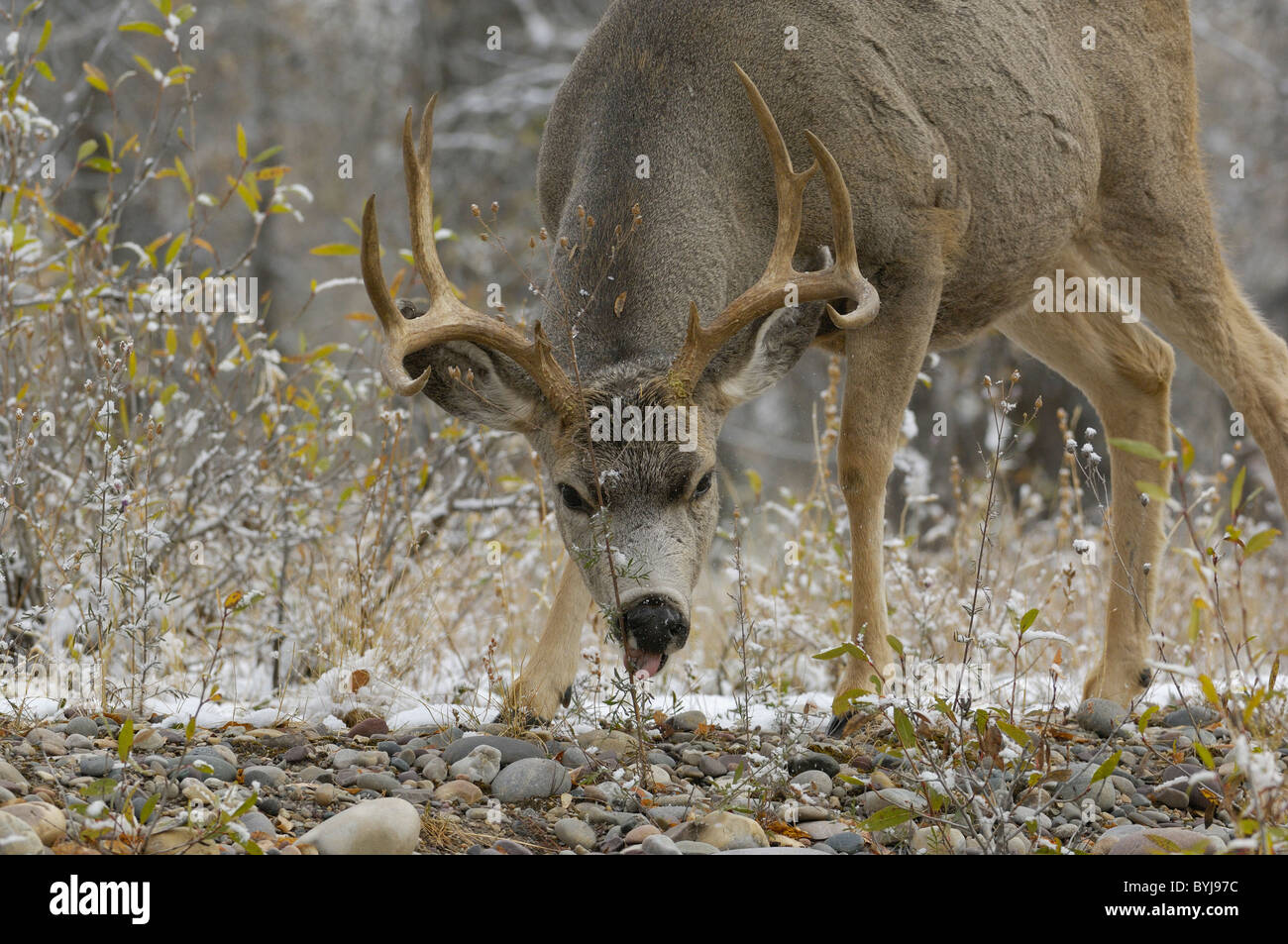 Mule Deer feeding along a mountain stream after a snowfall Stock Photo ...