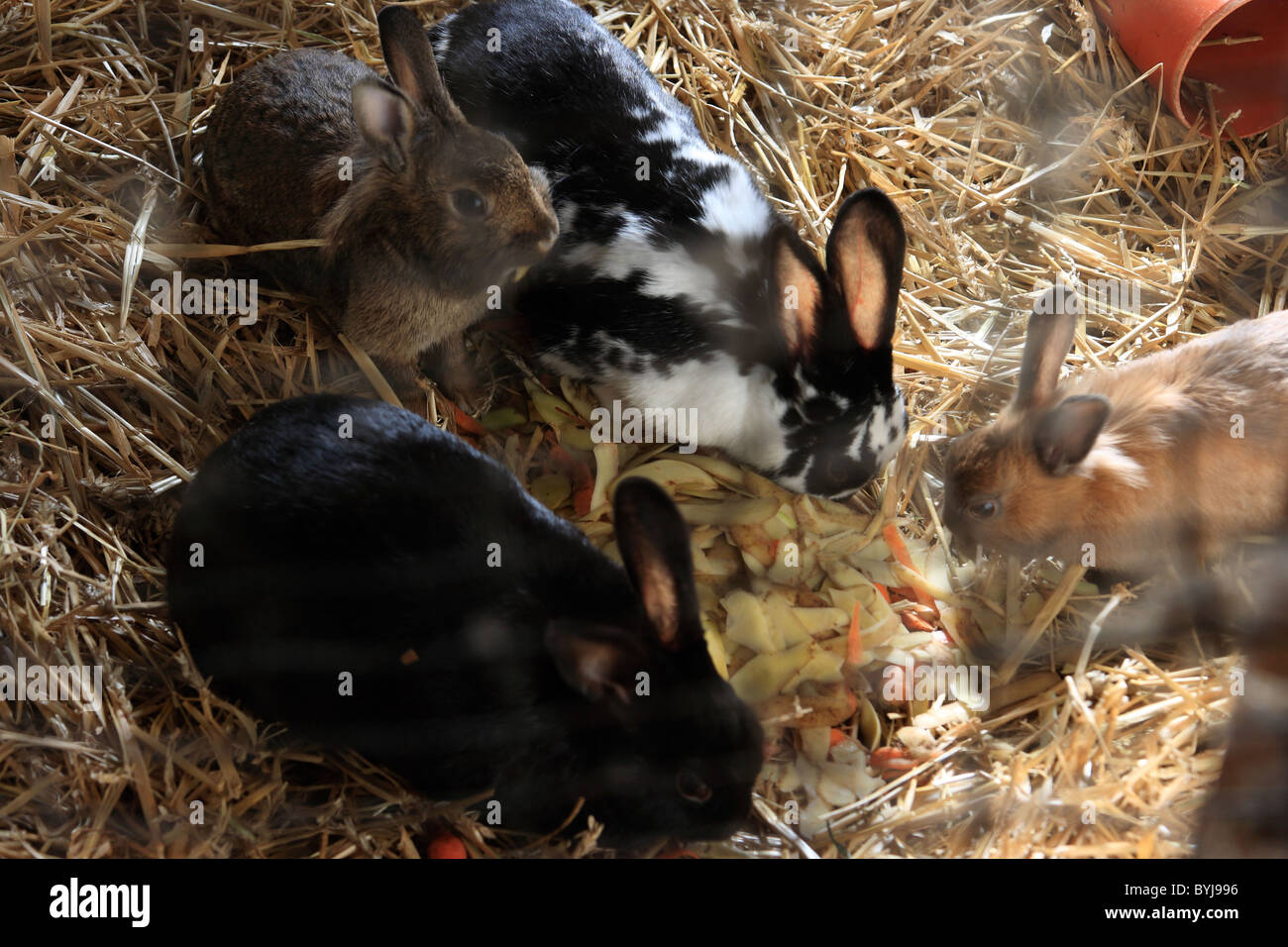 Keeping rabbits hi-res stock photography and images - Alamy