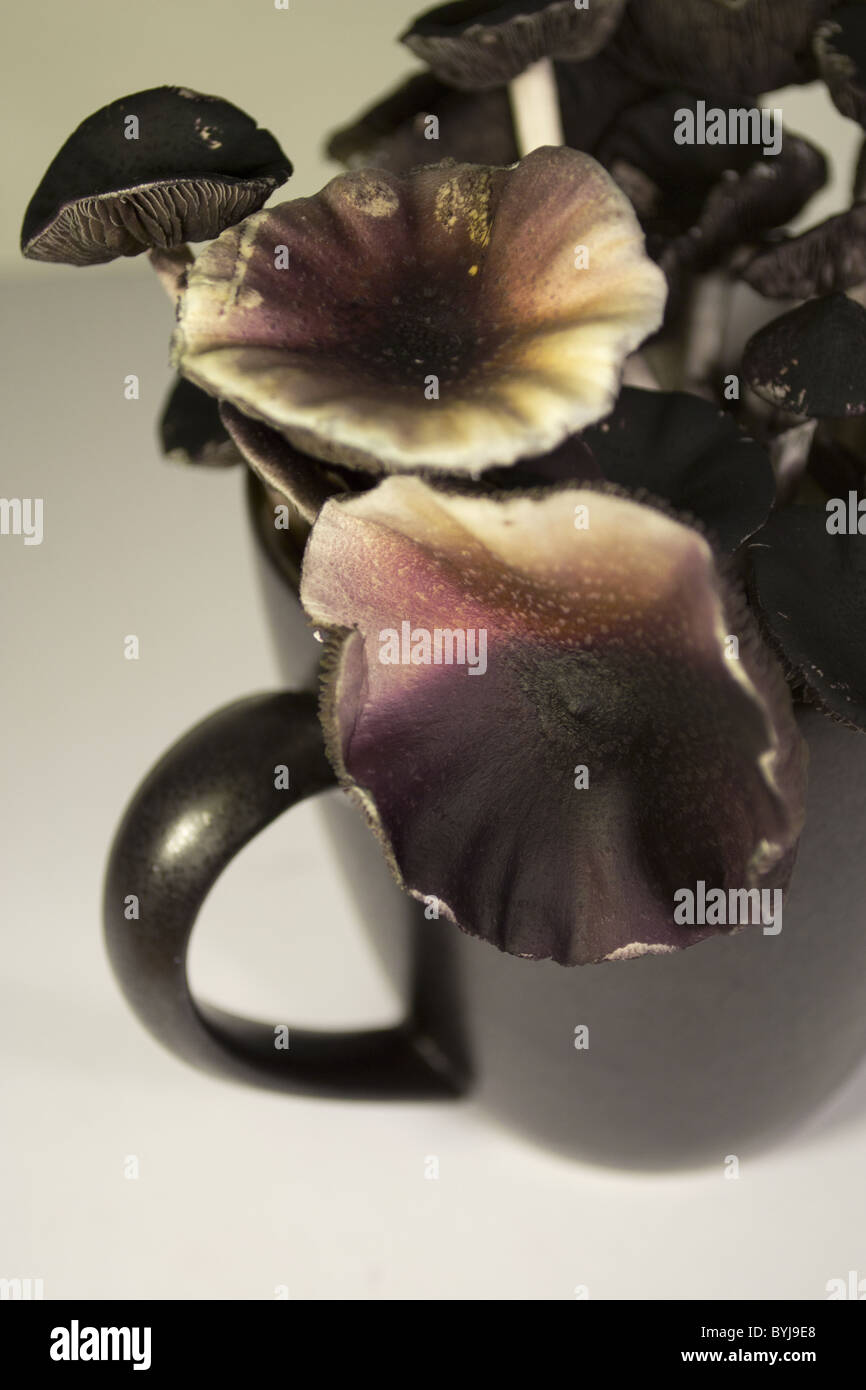 Psilocybin B+ mushrooms Stock Photo - Alamy