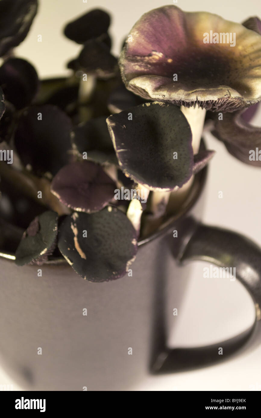 Psilocybin B+ mushrooms in mug Stock Photo - Alamy