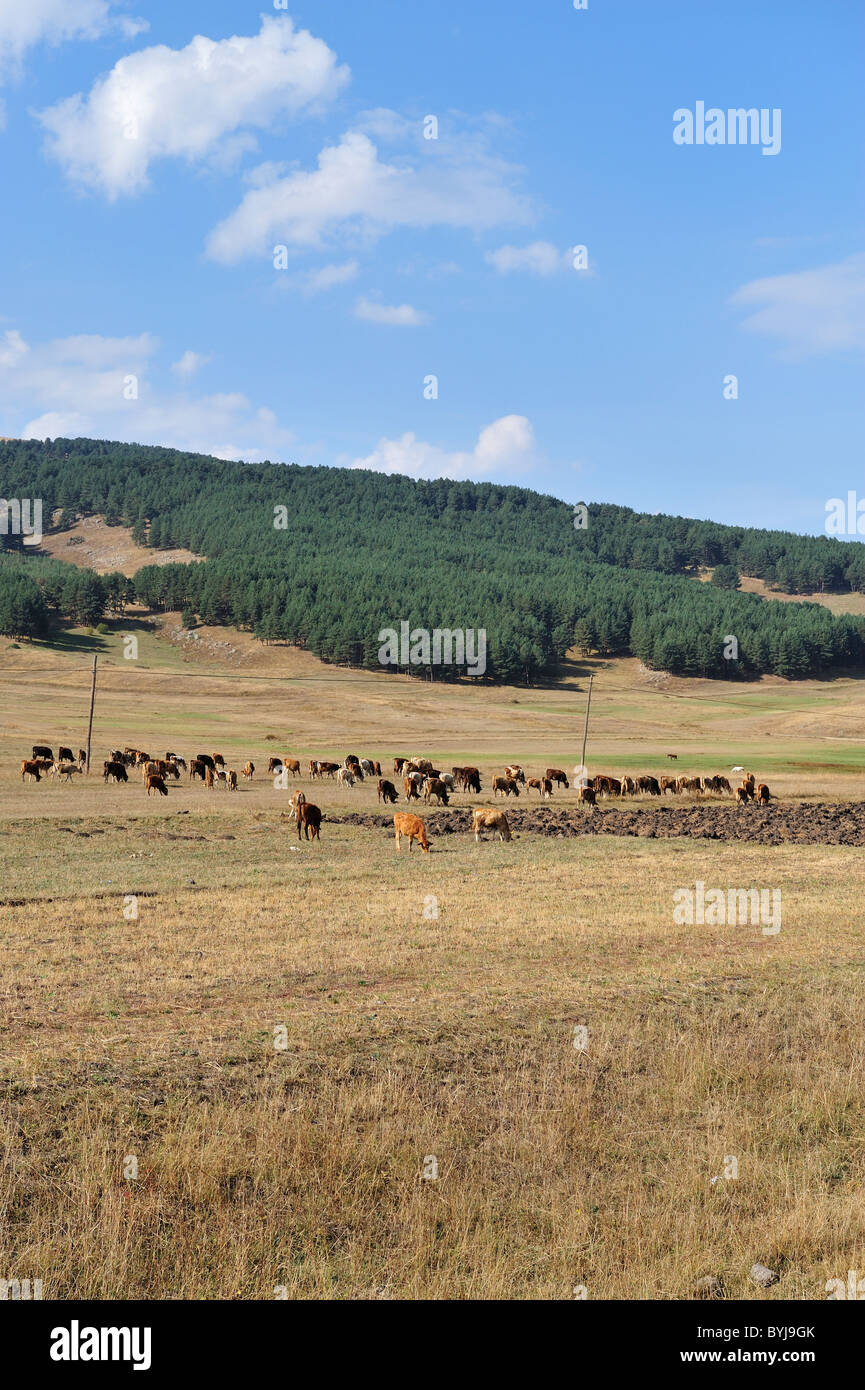 Turkey cows hi-res stock photography and images - Alamy