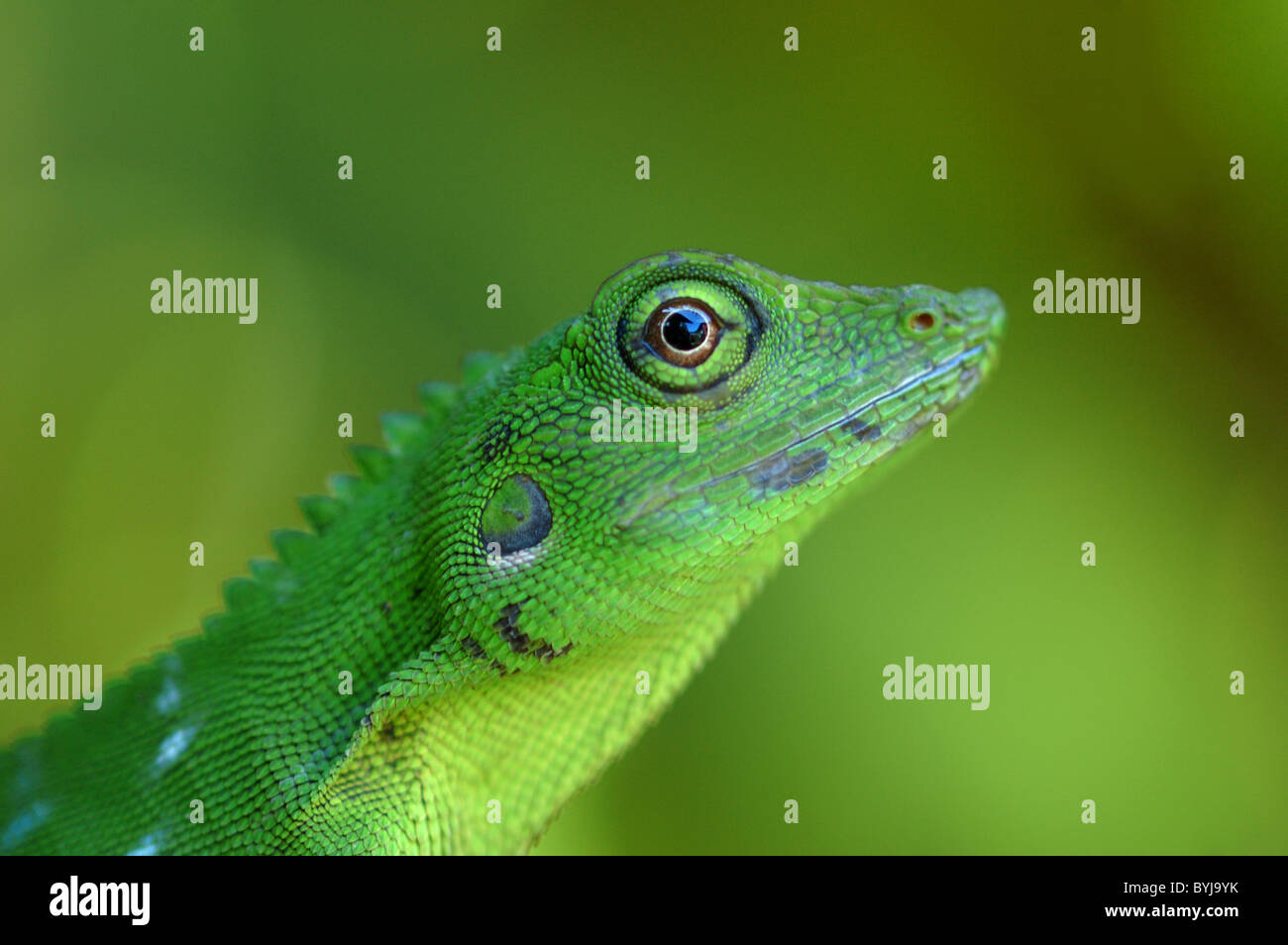 Borneo Crested Lizard (Bronchocela cristatella) in the primary ...