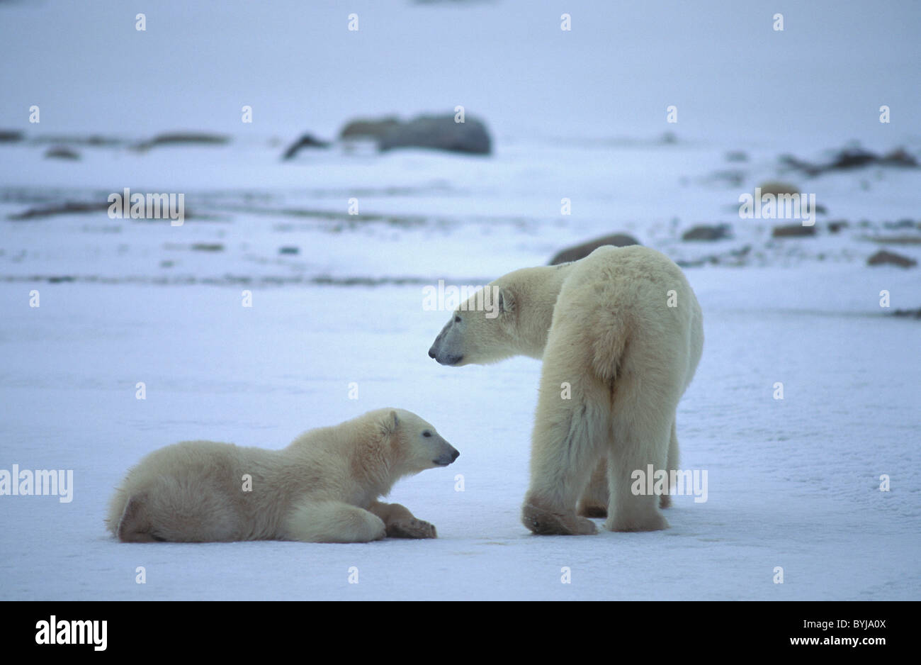Polar bear (Ursus maritimus) mother & cub resting on the ice - Churchill - Manitoba - Canada ...