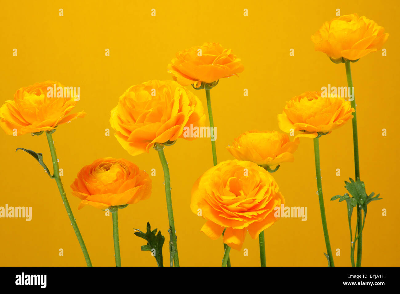 Buttercup shot hi-res stock photography and images - Alamy