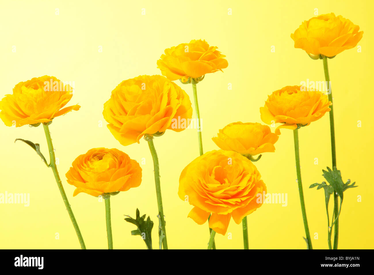 Buttercup shot hi-res stock photography and images - Alamy
