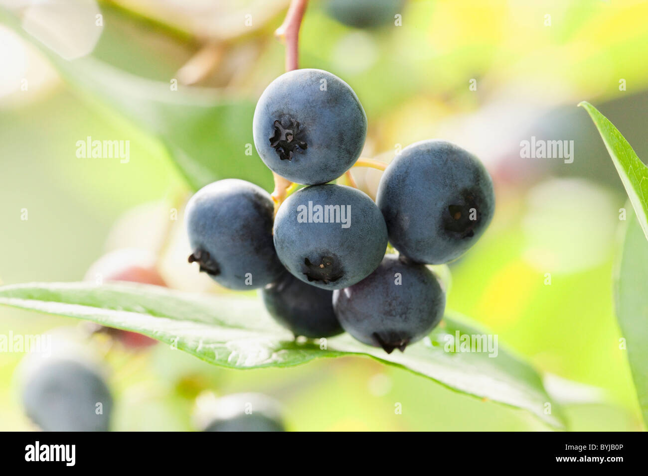 Five food groups hi-res stock photography and images - Alamy
