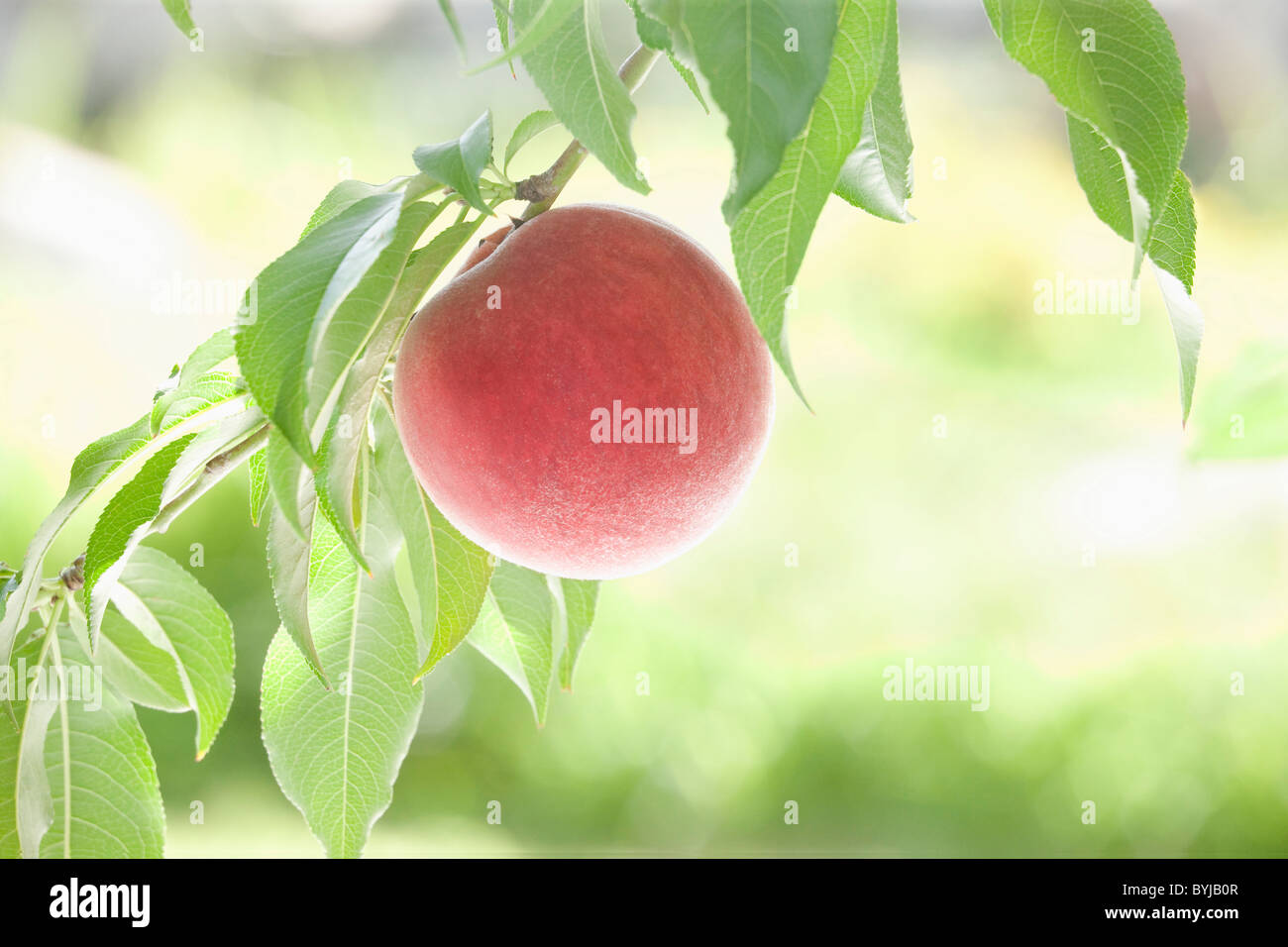 Peach Fruit Single Object Close-up Stock Photo - Alamy