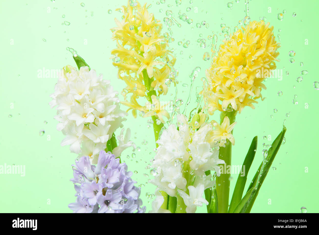 Water hyacinth color hi-res stock photography and images - Alamy