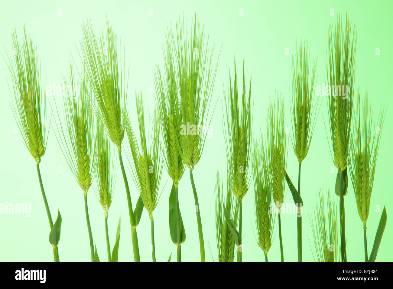 Barley leaves hi-res stock photography and images - Alamy