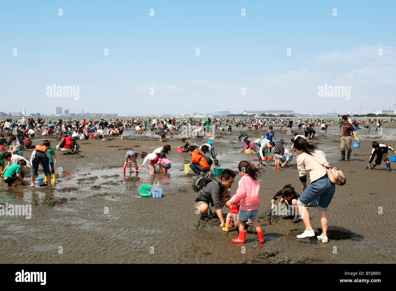 Surf clam harvest hi-res stock photography and images - Alamy